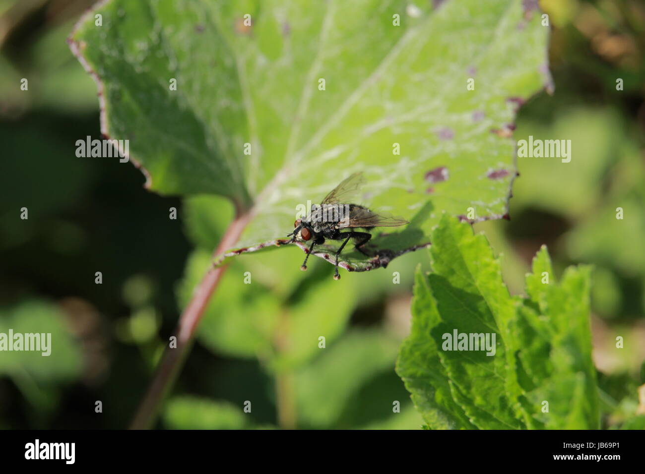 Grey striped fly hi-res stock photography and images - Alamy