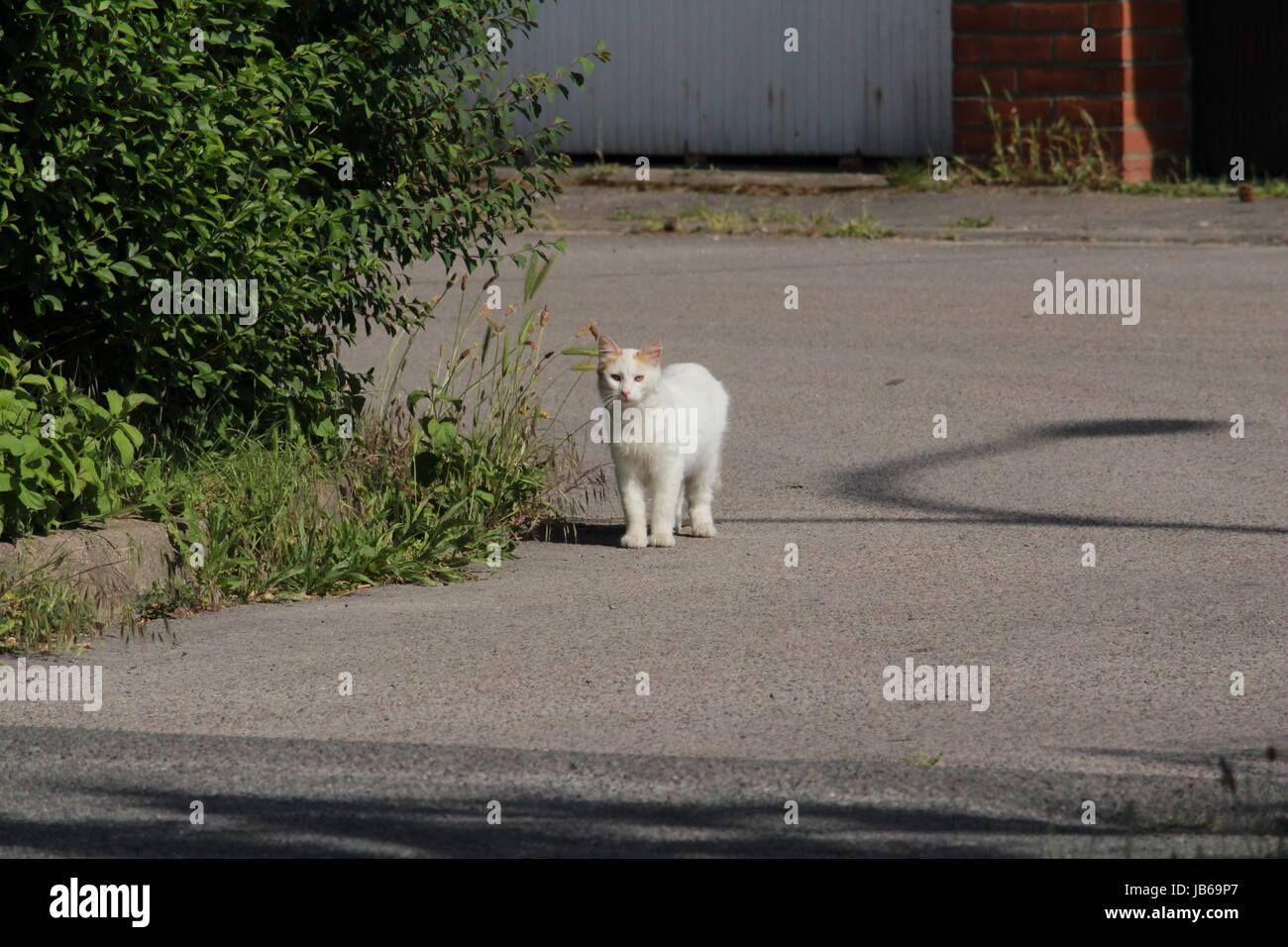 A small white angora cat walks outdoors Stock Photo - Alamy
