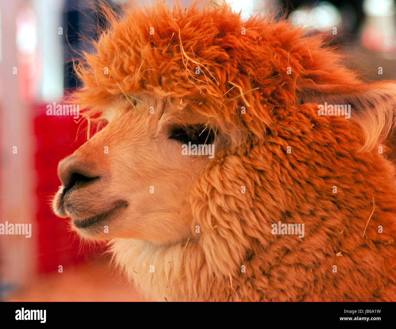 California red sheep hi-res stock photography and images - Alamy