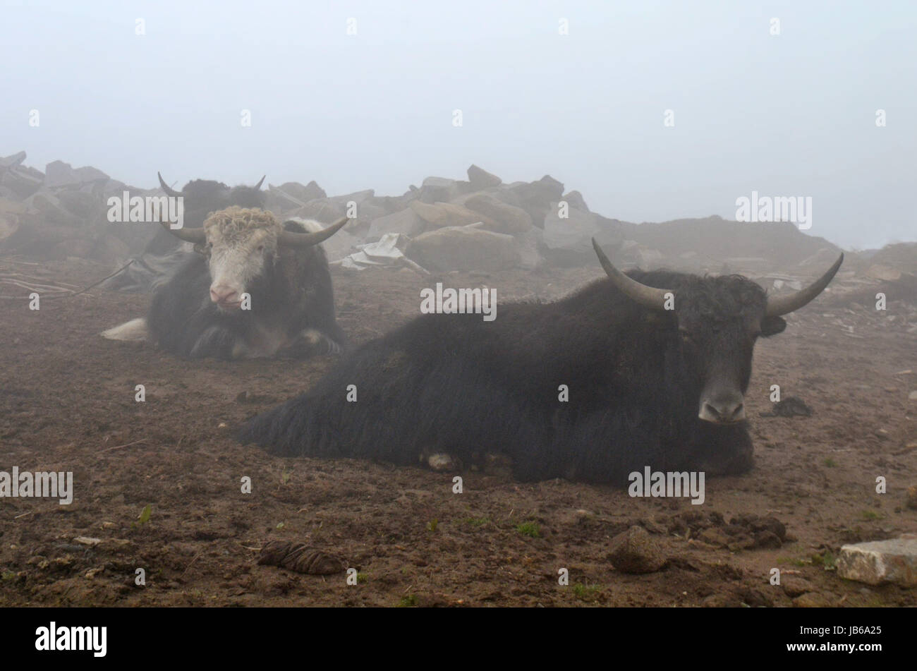 Yak himalayan hi-res stock photography and images - Alamy