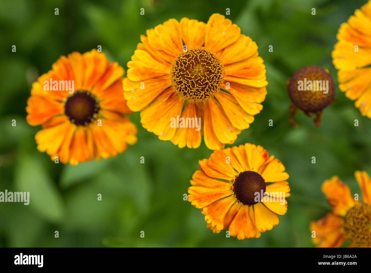 Flowers in the Queen's Gardens area of Nelson, New Zealand Stock Photo ...