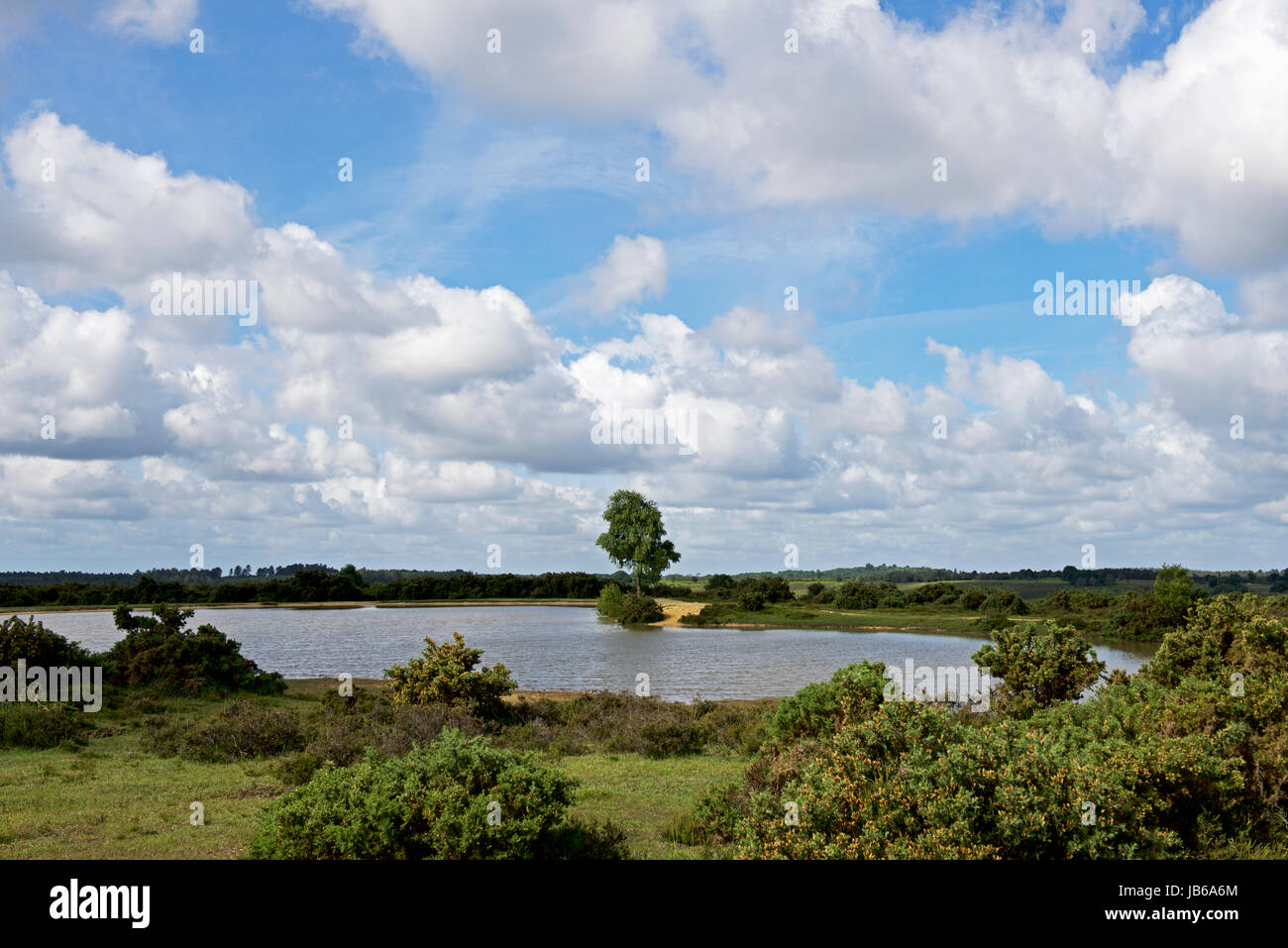 New forest national park hampshire united kingdom england hi-res stock ...