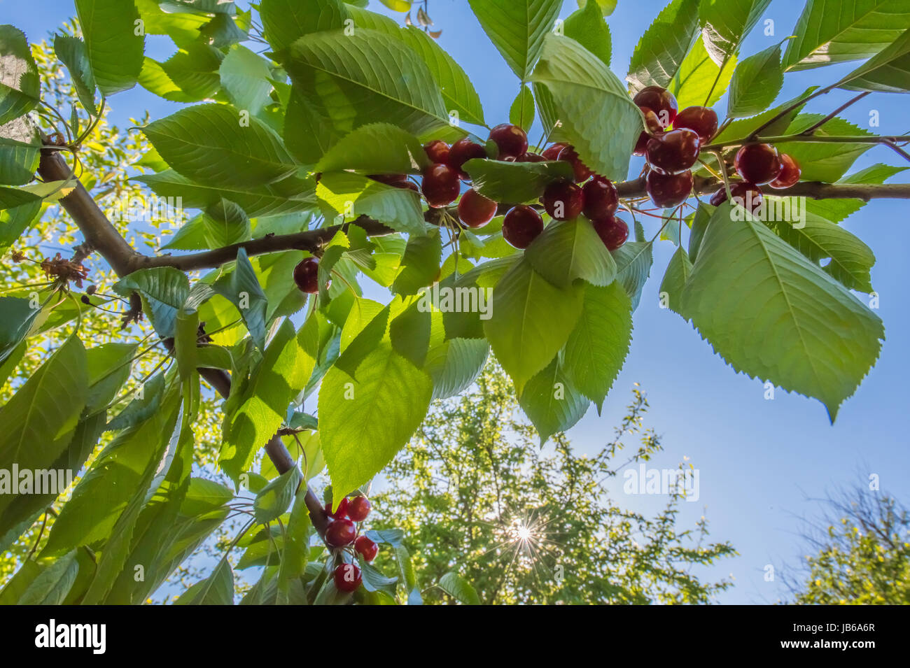 Cherry tree branch with red shiny ripe cherries in sunshine. Unfocused ...