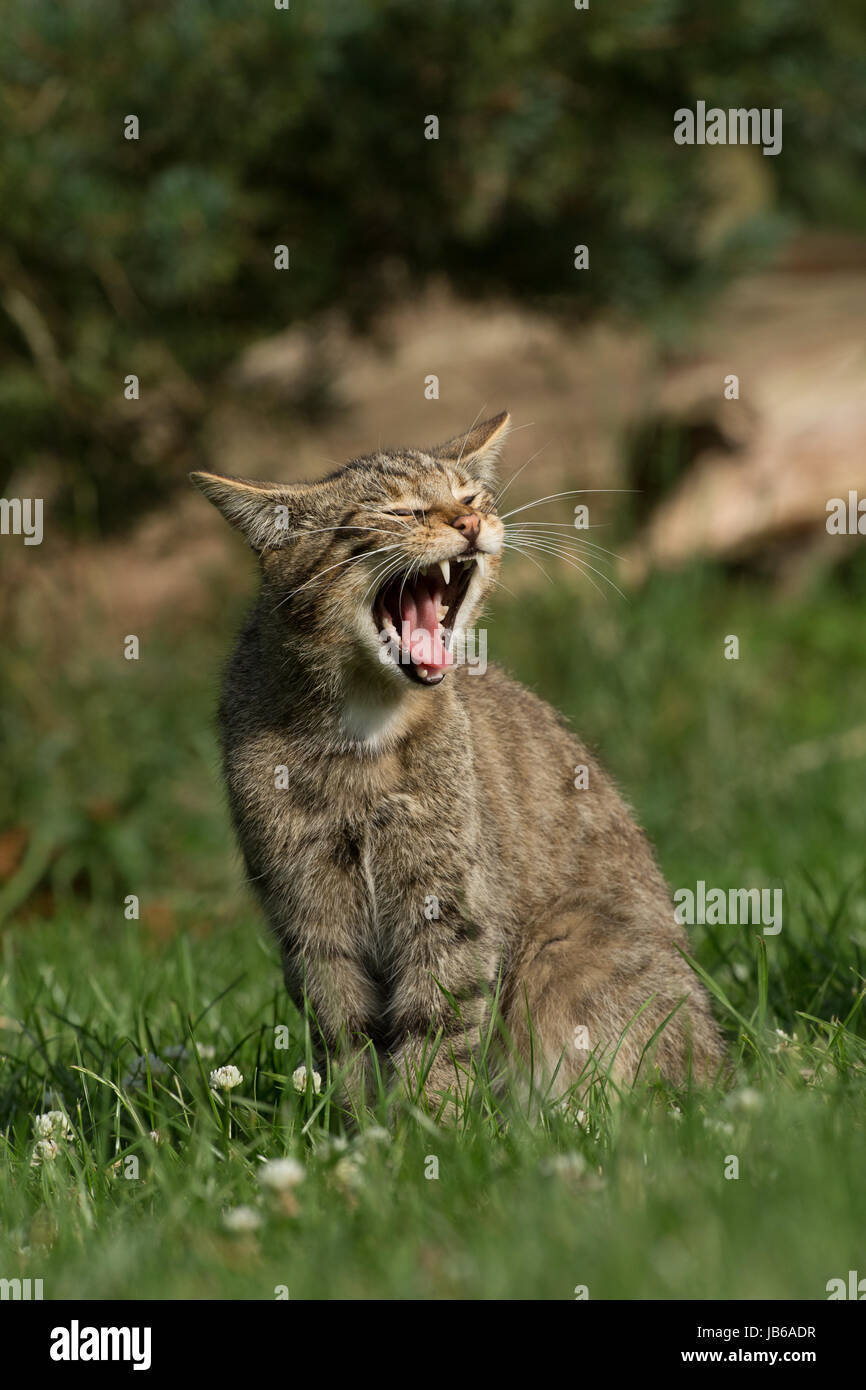 Scottish wildcat yawning hi-res stock photography and images - Alamy