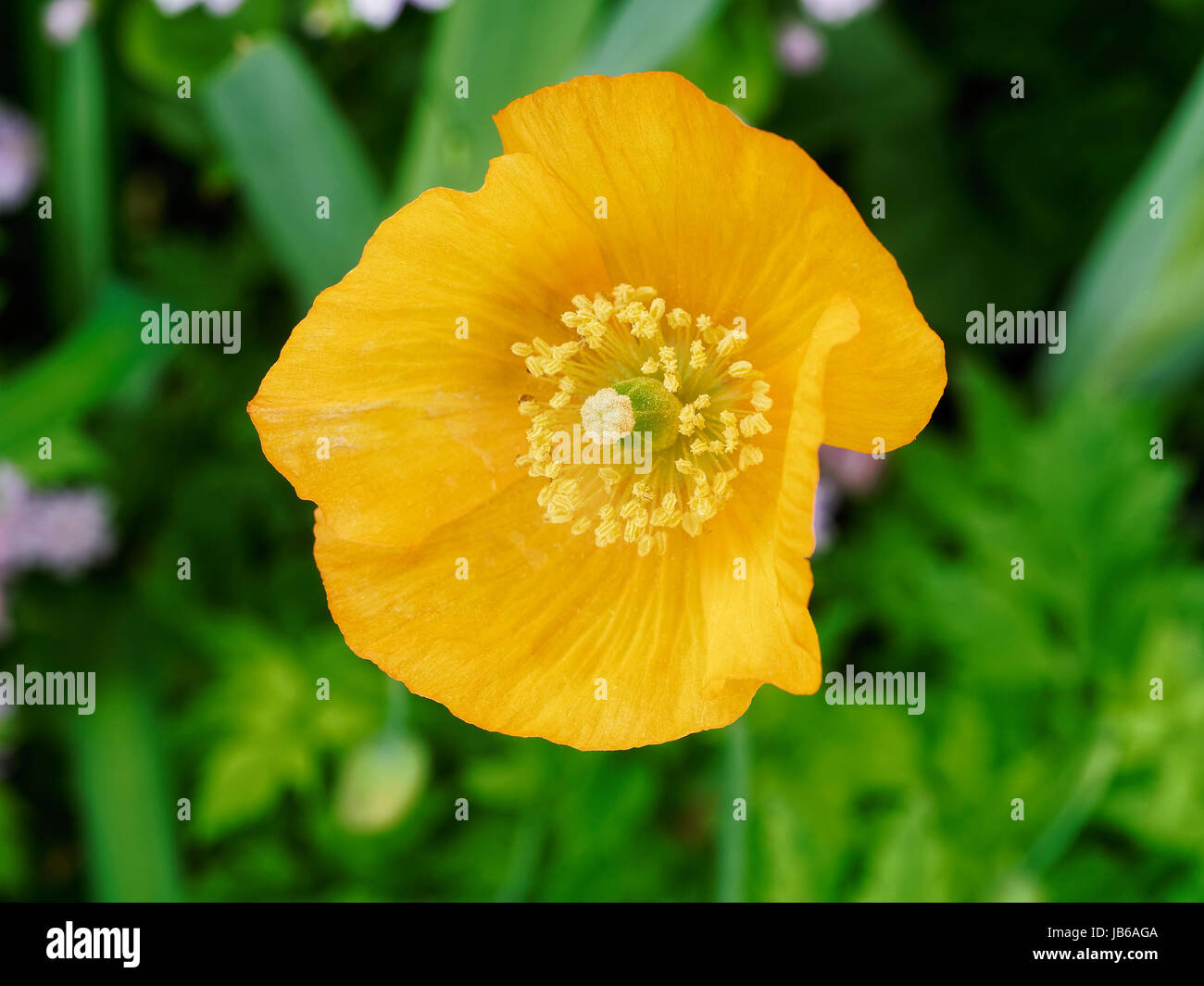 Deep yellow Welsh Poppy flower, growing in a field, with a background ...