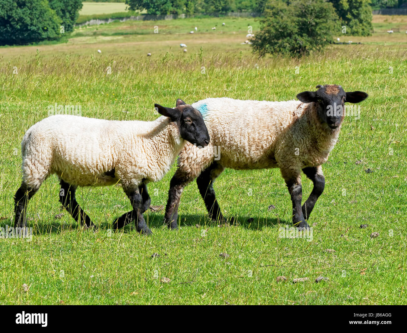 Two Suffolk sheep lambs walking. left to right, in a meadow Stock Photo ...