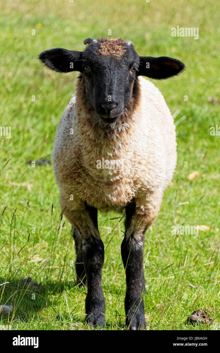 Close up of a young black faced Suffolk sheep in close-up staring ...