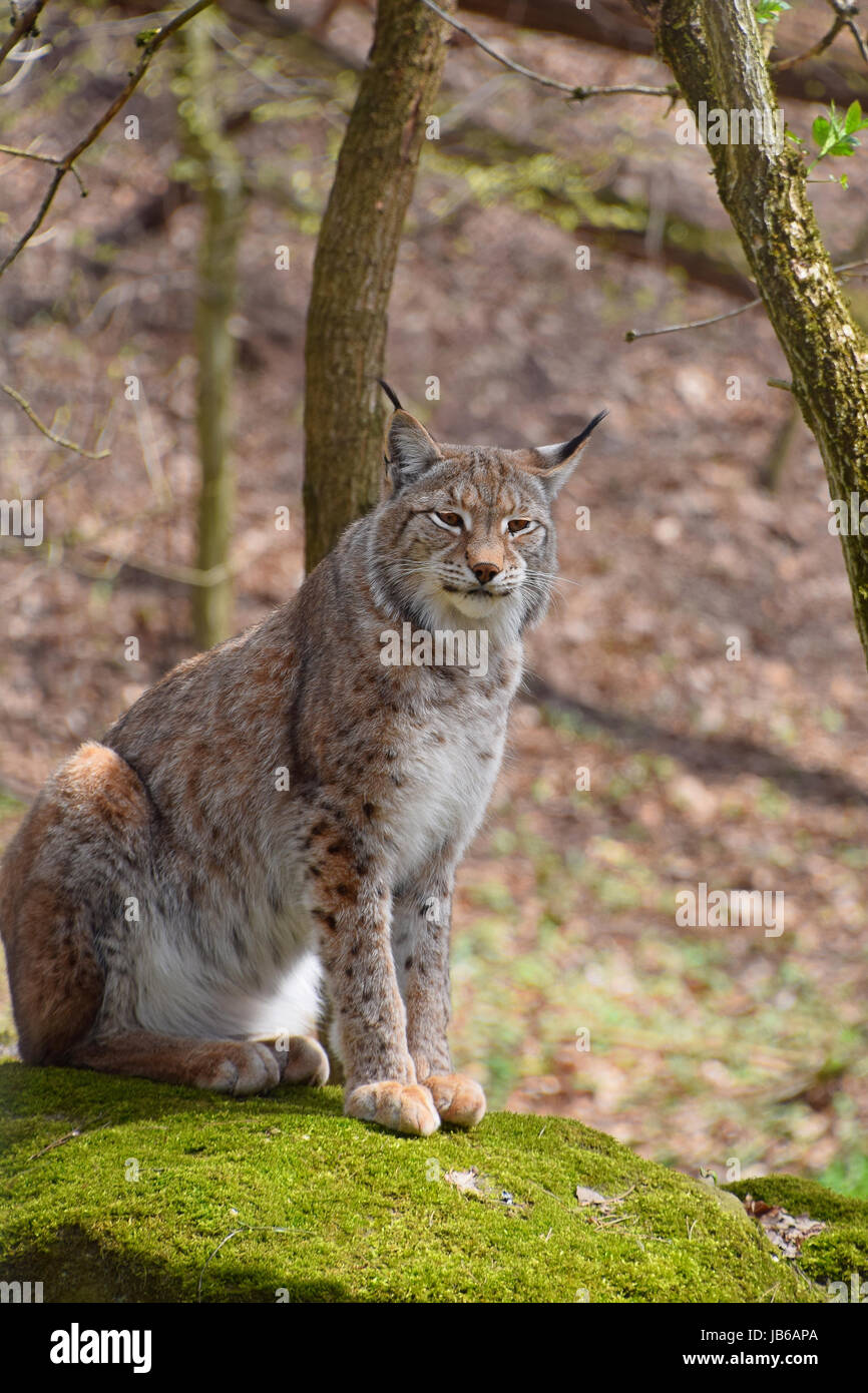 Young lynx lynx lynx looking up at camera hi-res stock photography and ...
