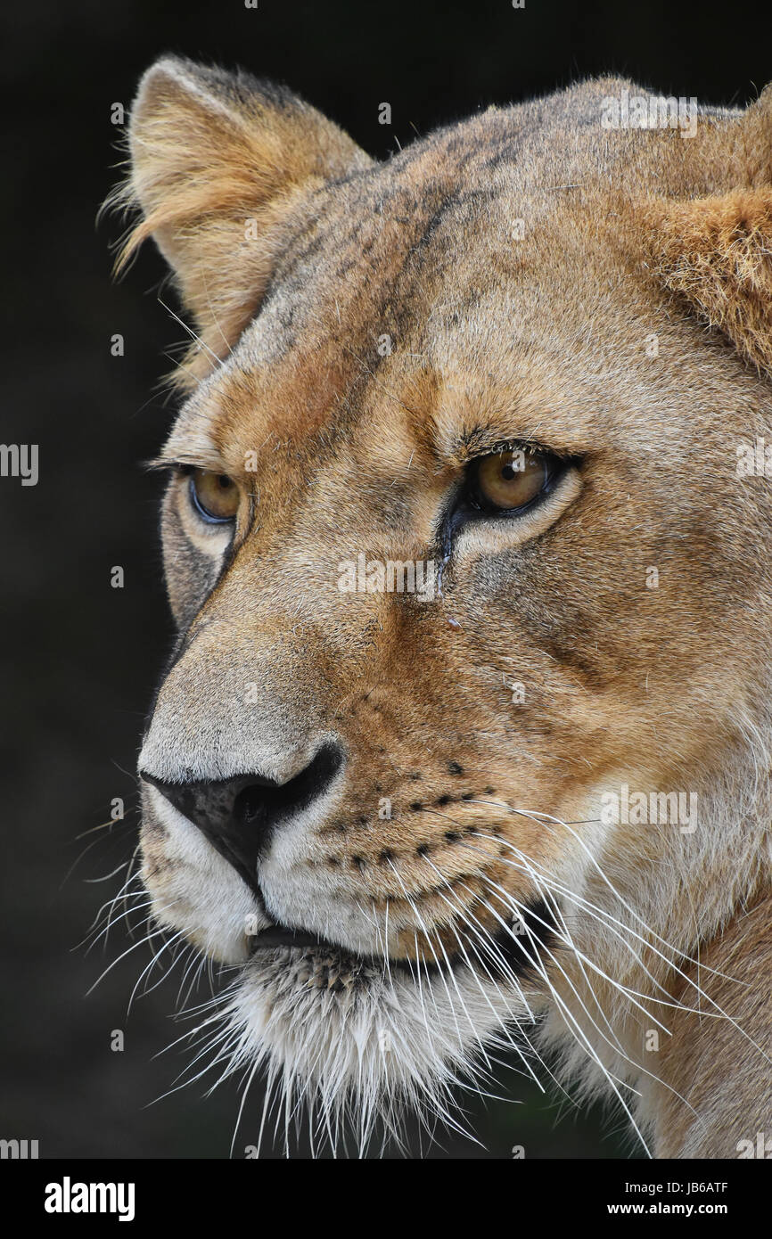 Lioness Side Profile