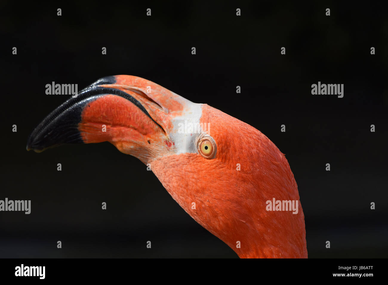 Close up side profile portrait of pink orange flamingo, head with beak ...