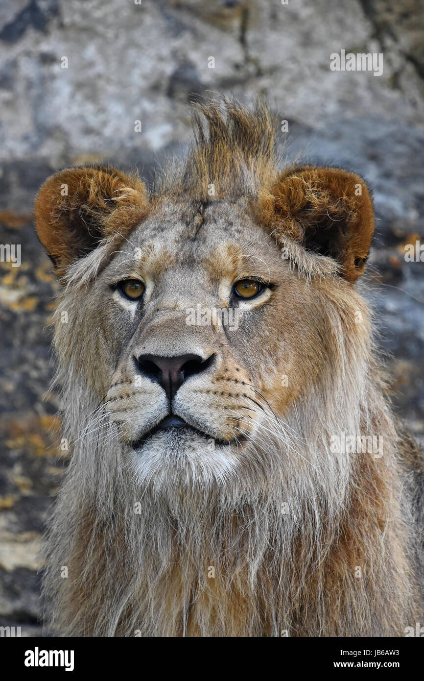 Close up portrait of young cute male African lion with beautiful mane ...
