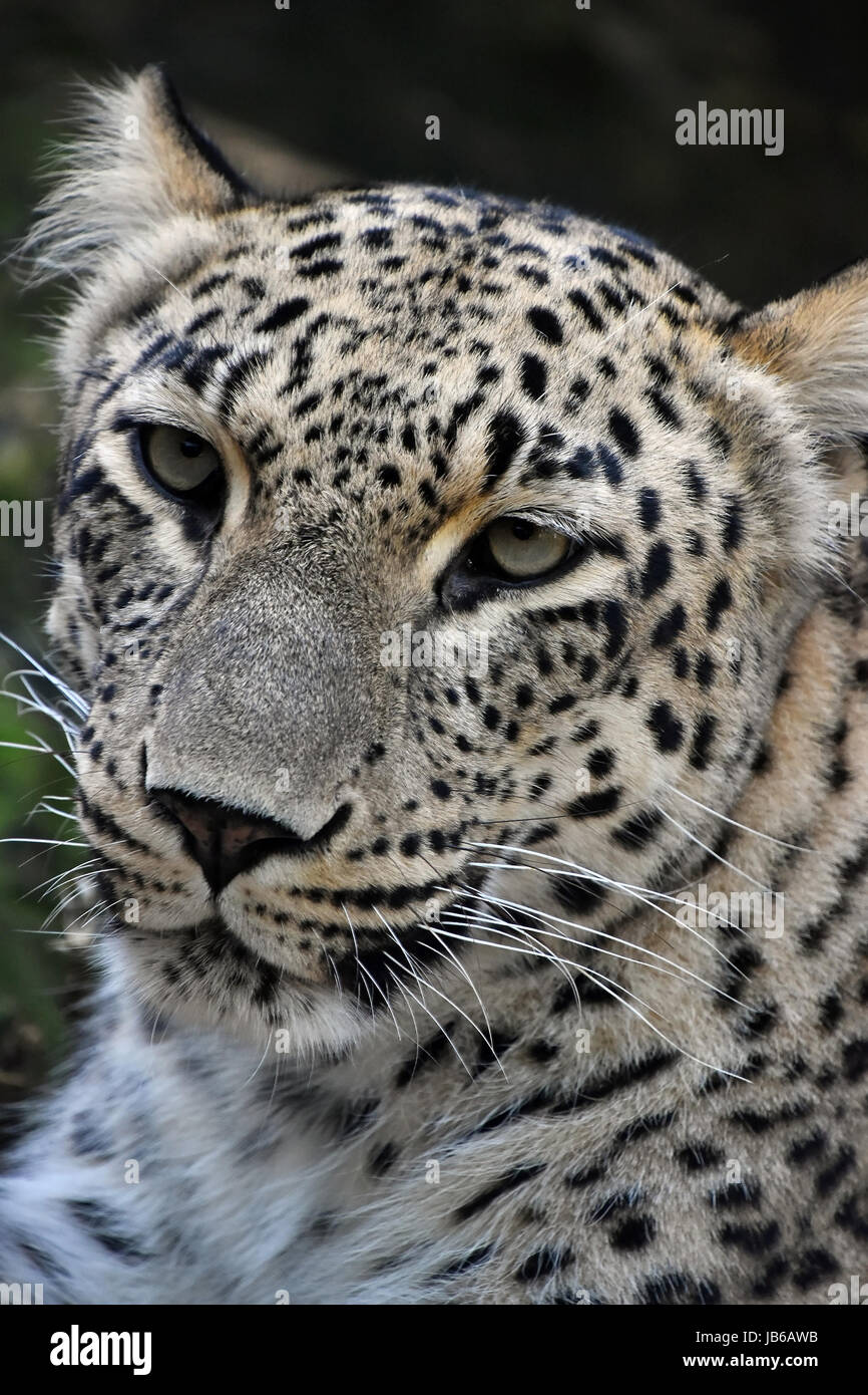 Face to face close up portrait of Amur leopard (Panthera pardus ...