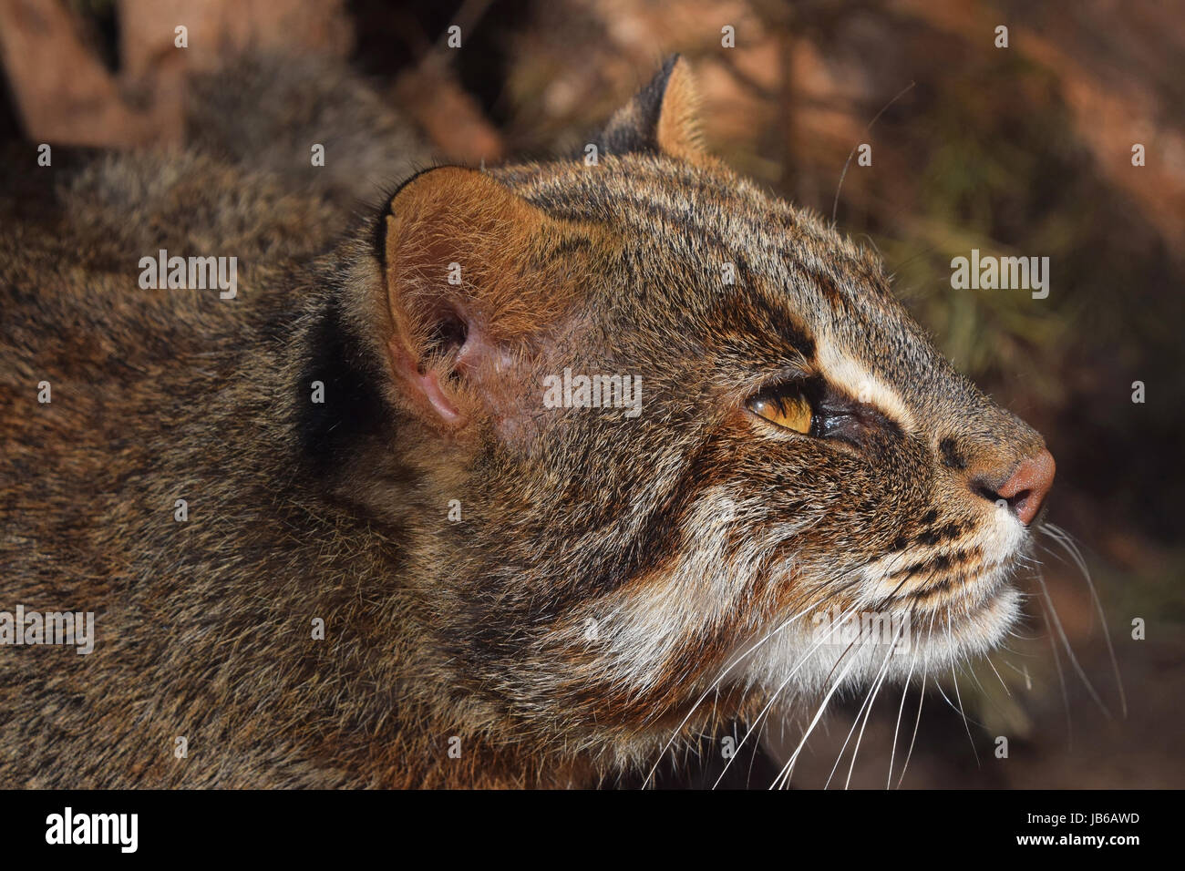 Asian wild cat face hi-res stock photography and images - Alamy