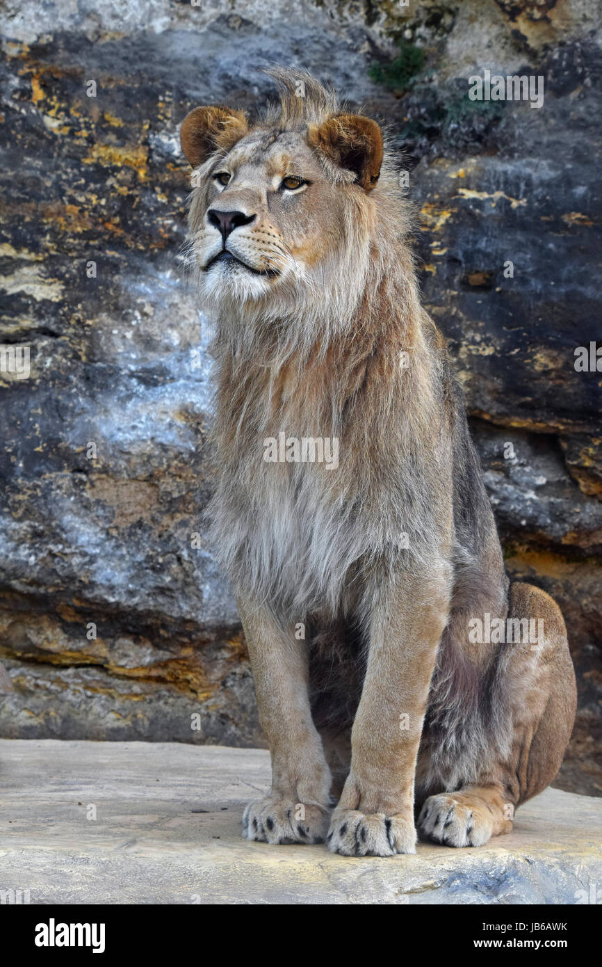 Male lion sitting up looking hi-res stock photography and images - Alamy