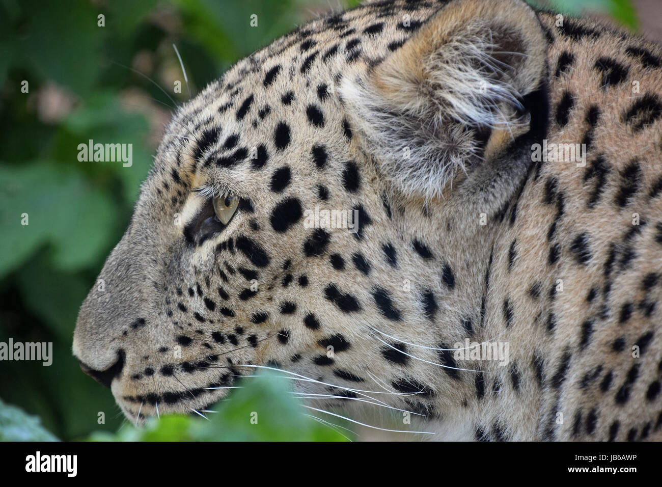Close up side profile portrait of Amur leopard (Panthera pardus ...