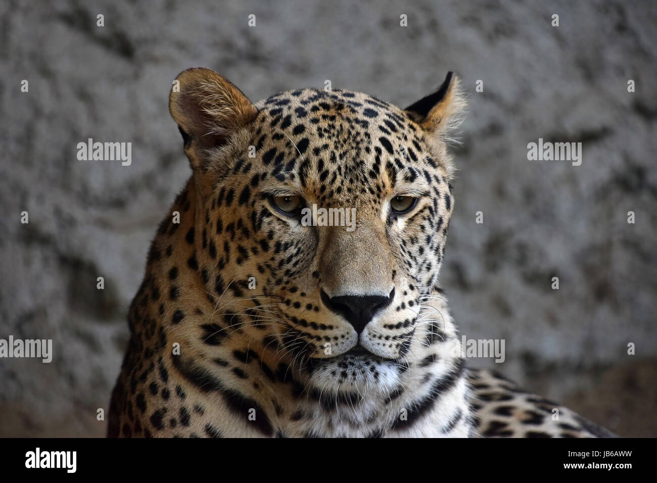 Face to face close up portrait of Amur leopard (Panthera pardus ...