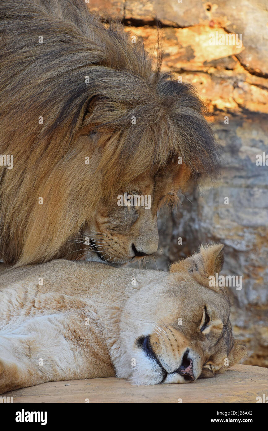 Kissing goodnight, close up side profile portrait of beautiful couple ...