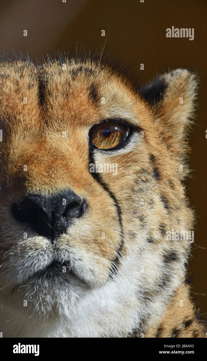 Cheetah face detail hi-res stock photography and images - Alamy