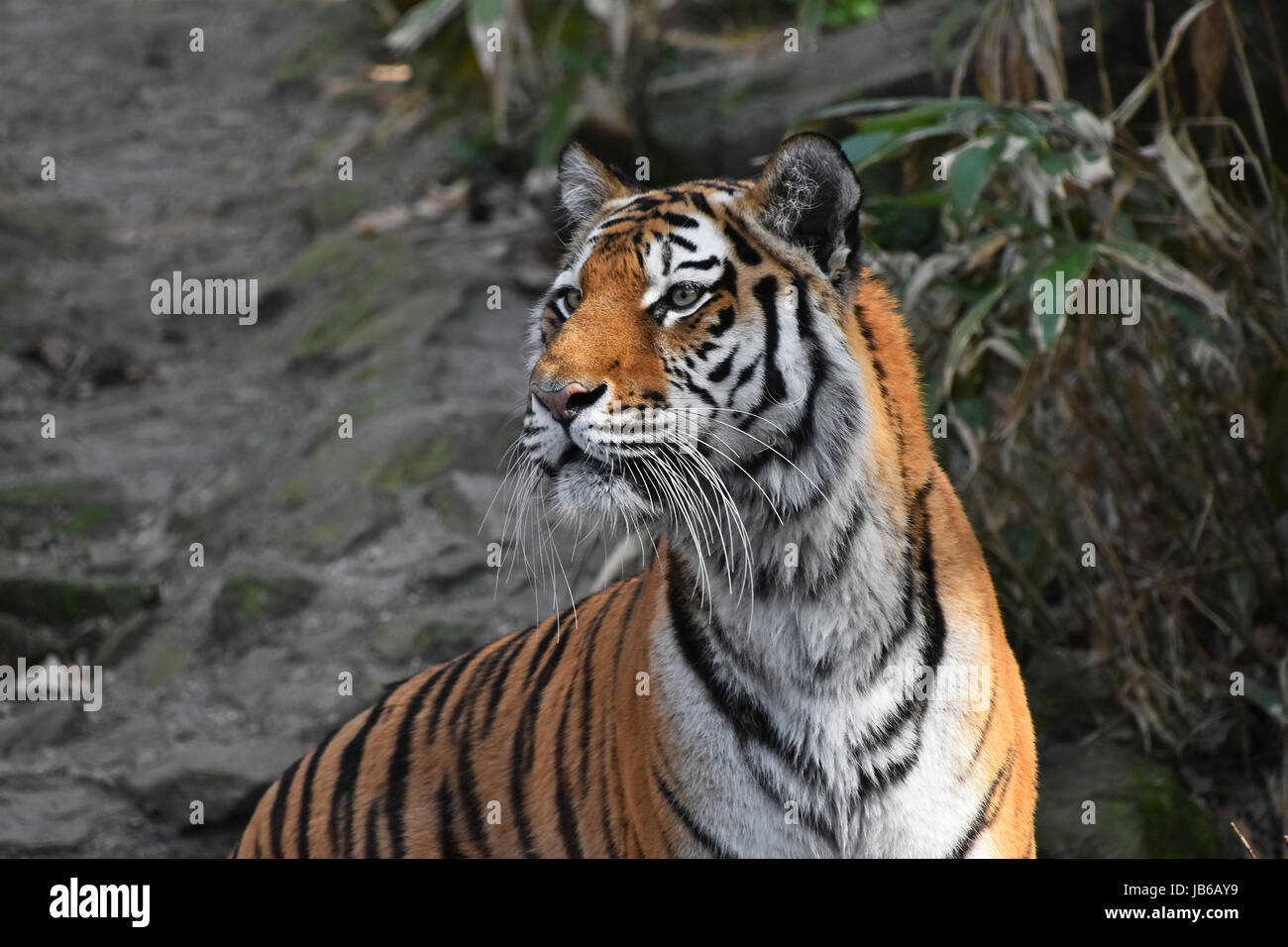 Close up side profile portrait of Siberian tiger (Amur tiger, Panthera ...