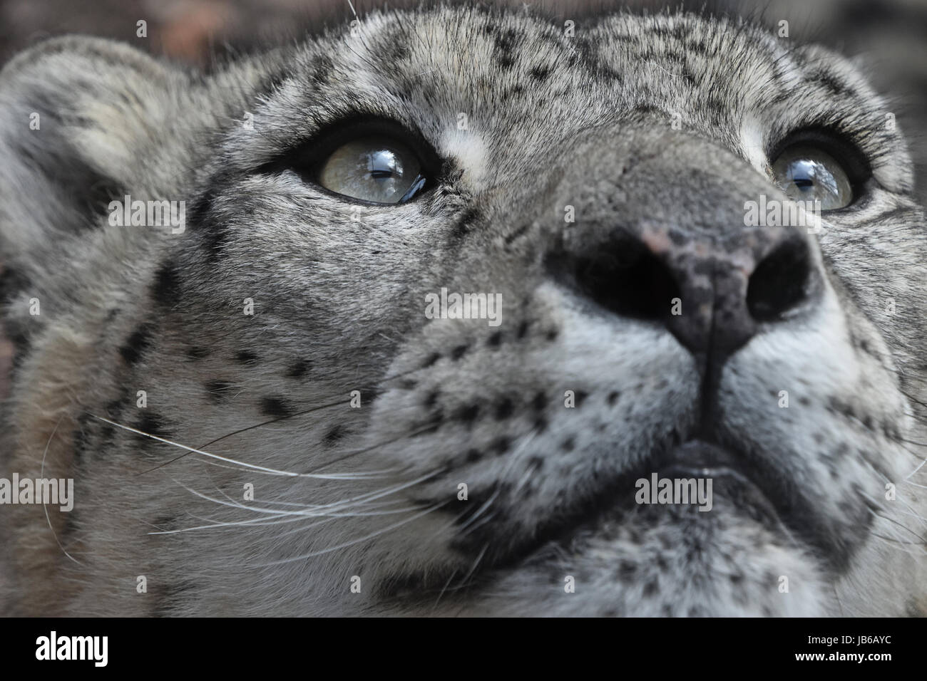 Extreme close up portrait of male snow leopard (or ounce, Panthera ...