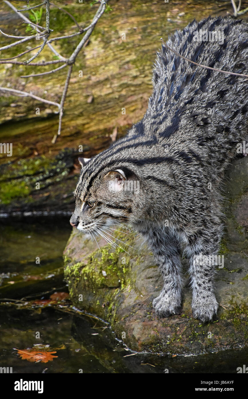 Prionailurus viverrinus water hi-res stock photography and images - Alamy
