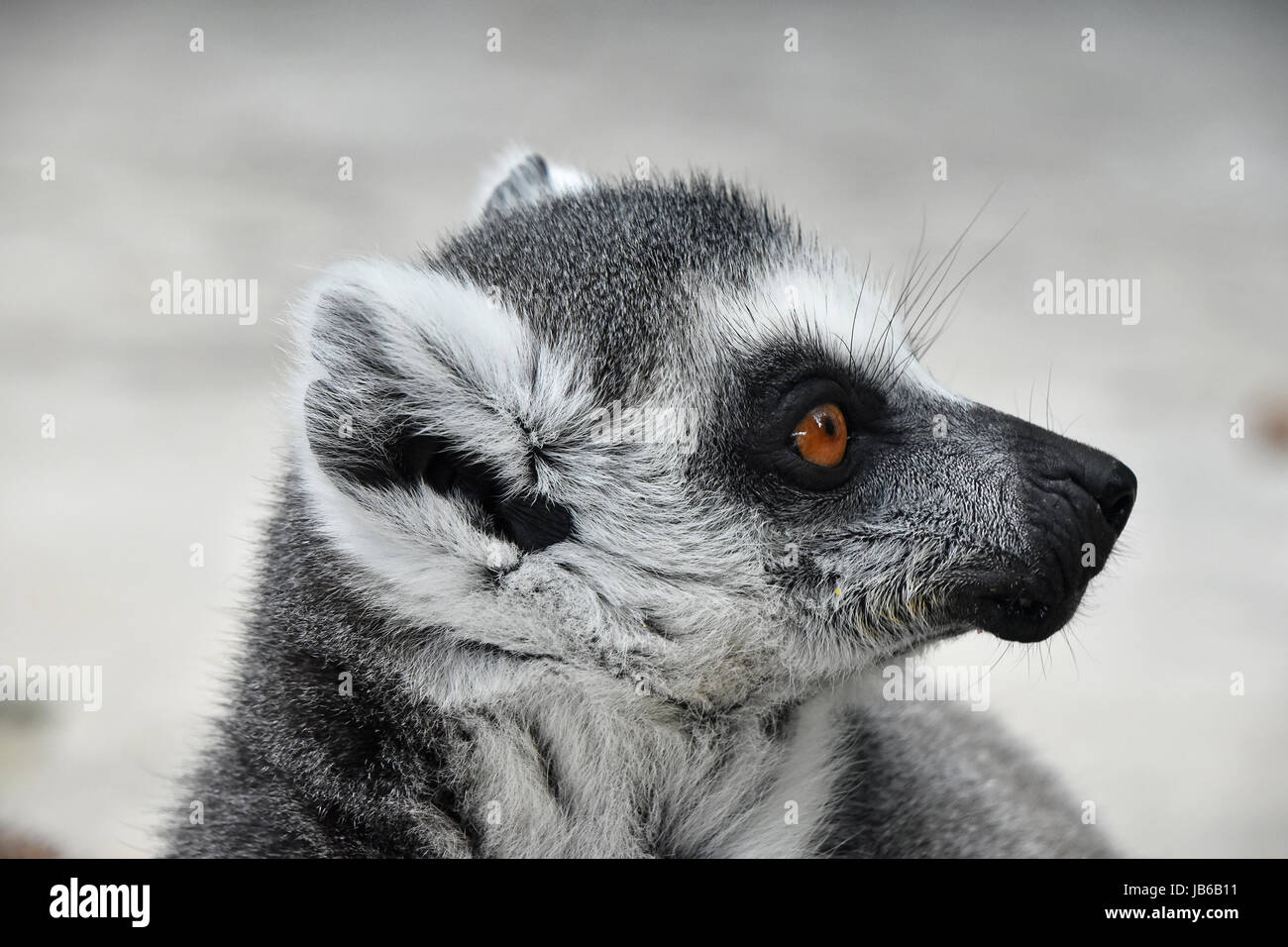 Close up portrait of one cute ring-tailed lemur (aka lemur catta, maky ...