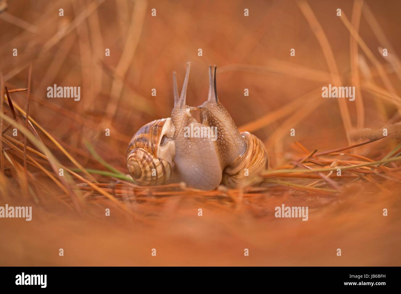 Two snails (Helix engaddensis) mating. Helix engaddensis is a species ...
