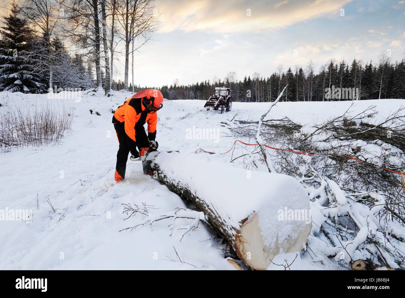 Lumberjack cutting log with chainsaw in winter Stock Photo - Alamy