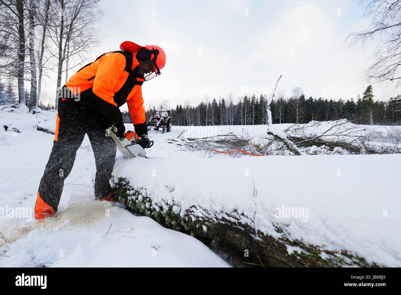 Lumberjack cutting log with chainsaw in winter Stock Photo - Alamy
