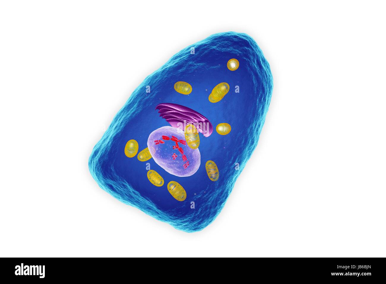 Osteoblast cell, illustration Stock Photo - Alamy
