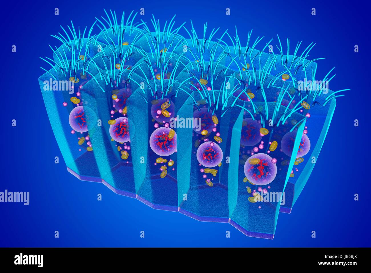 Ciliated columnar epithelium hi-res stock photography and images - Alamy