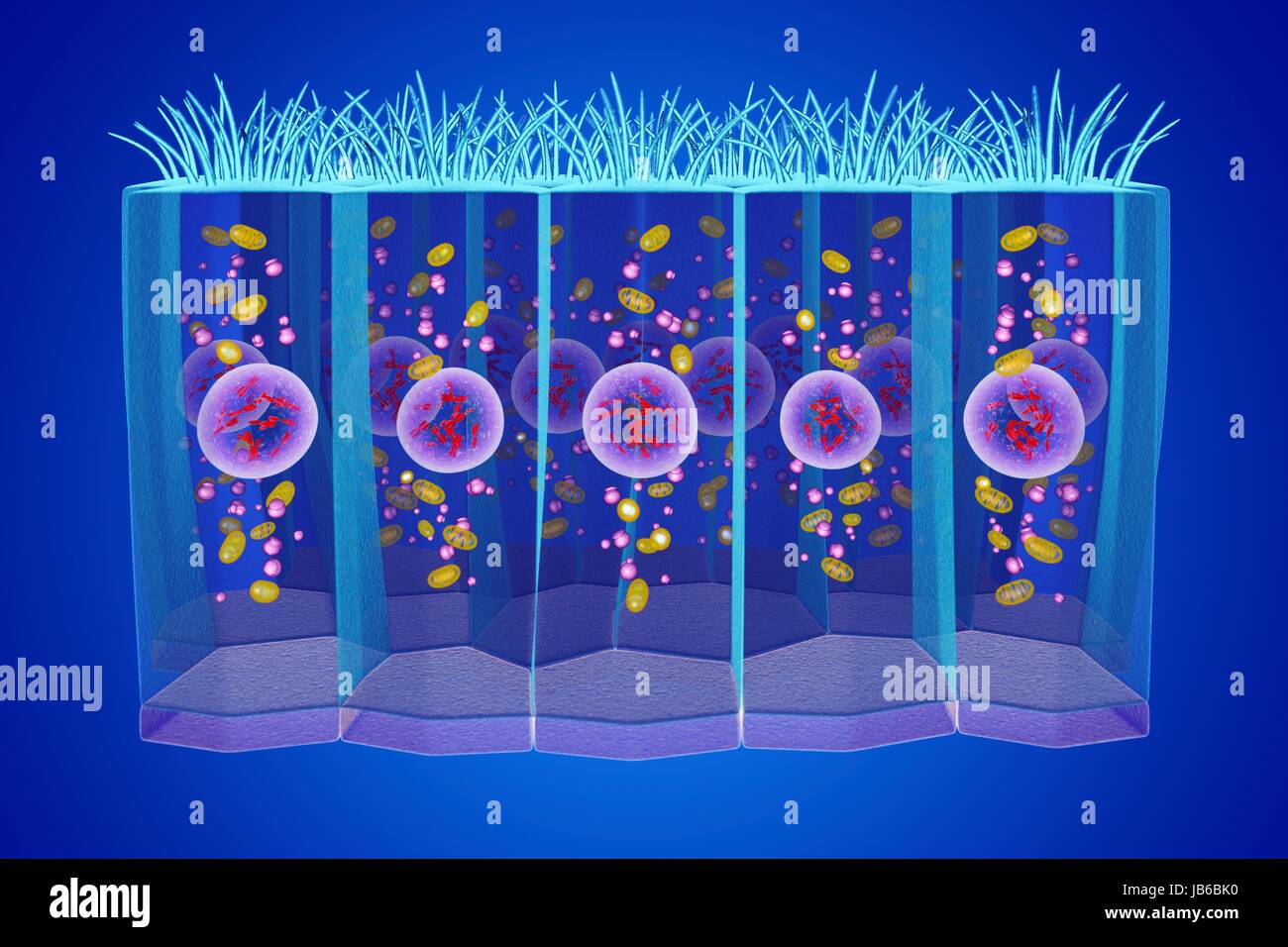 Ciliated columnar epithelium hi-res stock photography and images - Alamy