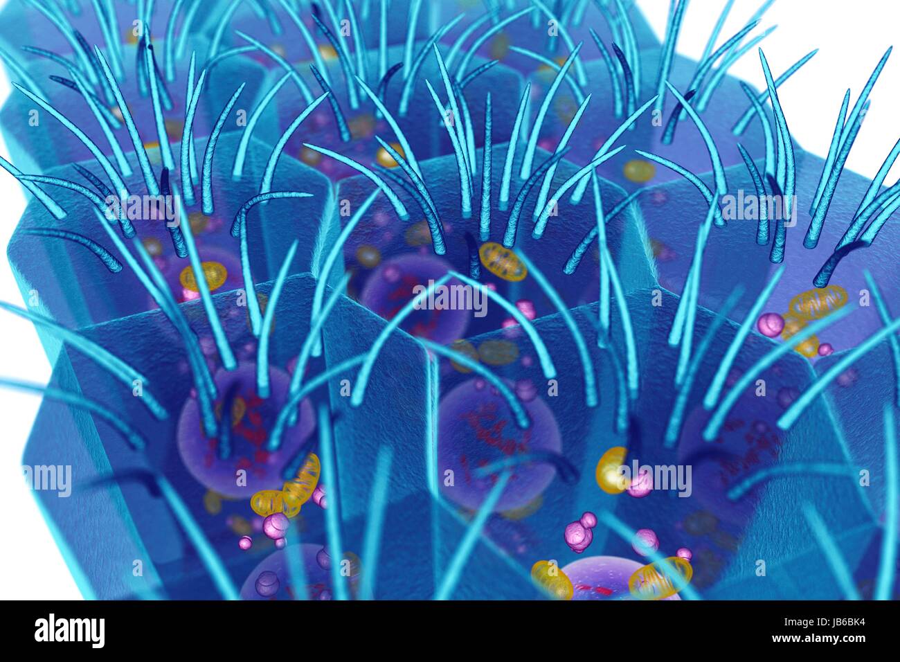 Ciliated columnar epithelium hi-res stock photography and images - Alamy