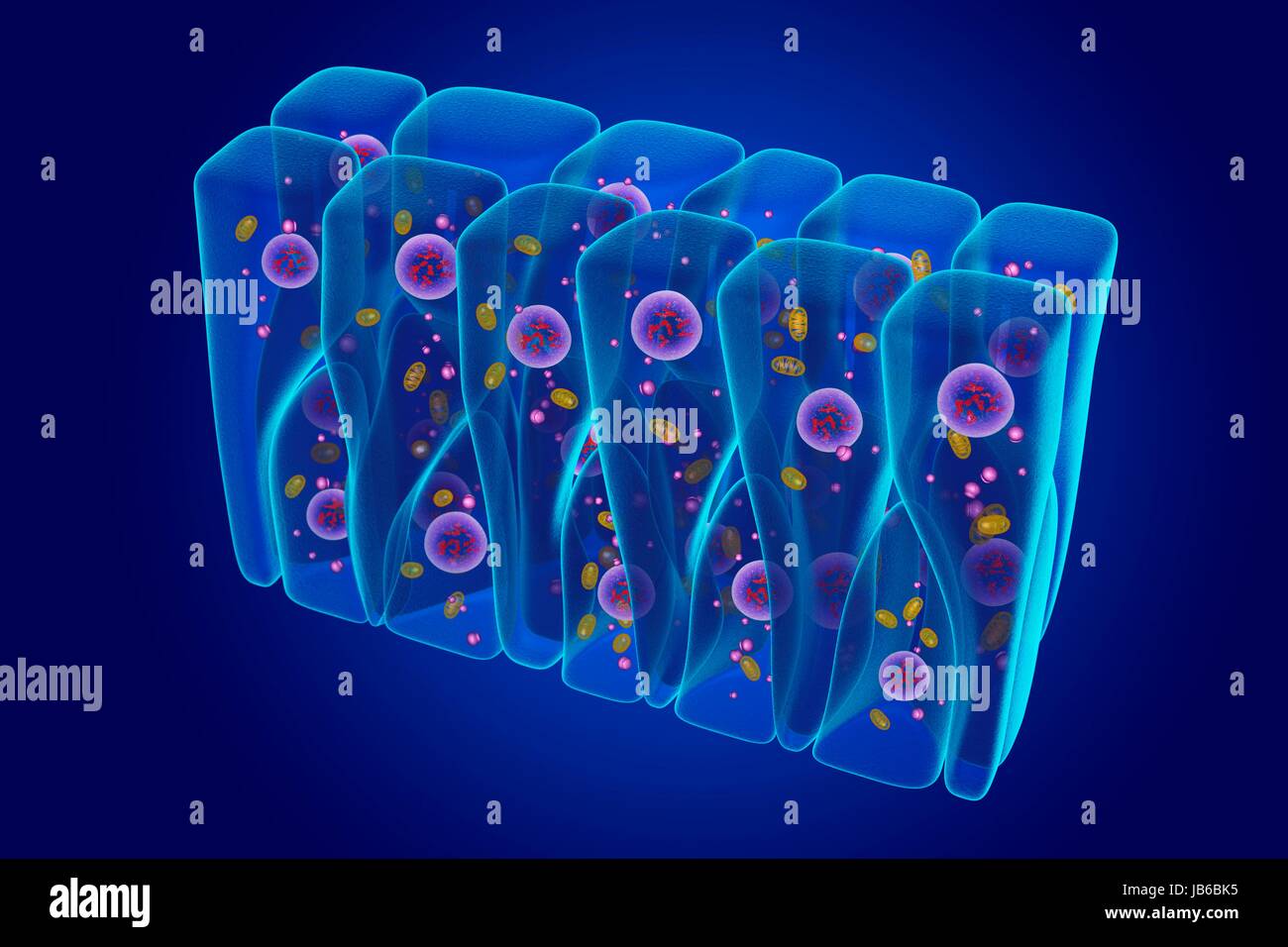Pseudostratified epithelium hi-res stock photography and images - Alamy