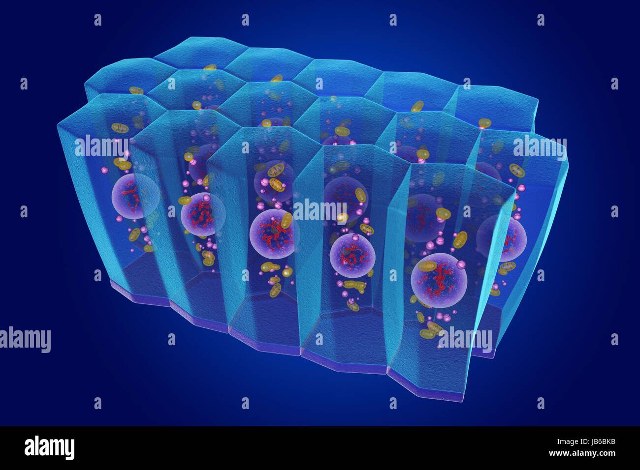 Simple columnar epithelium cell hi-res stock photography and images - Alamy