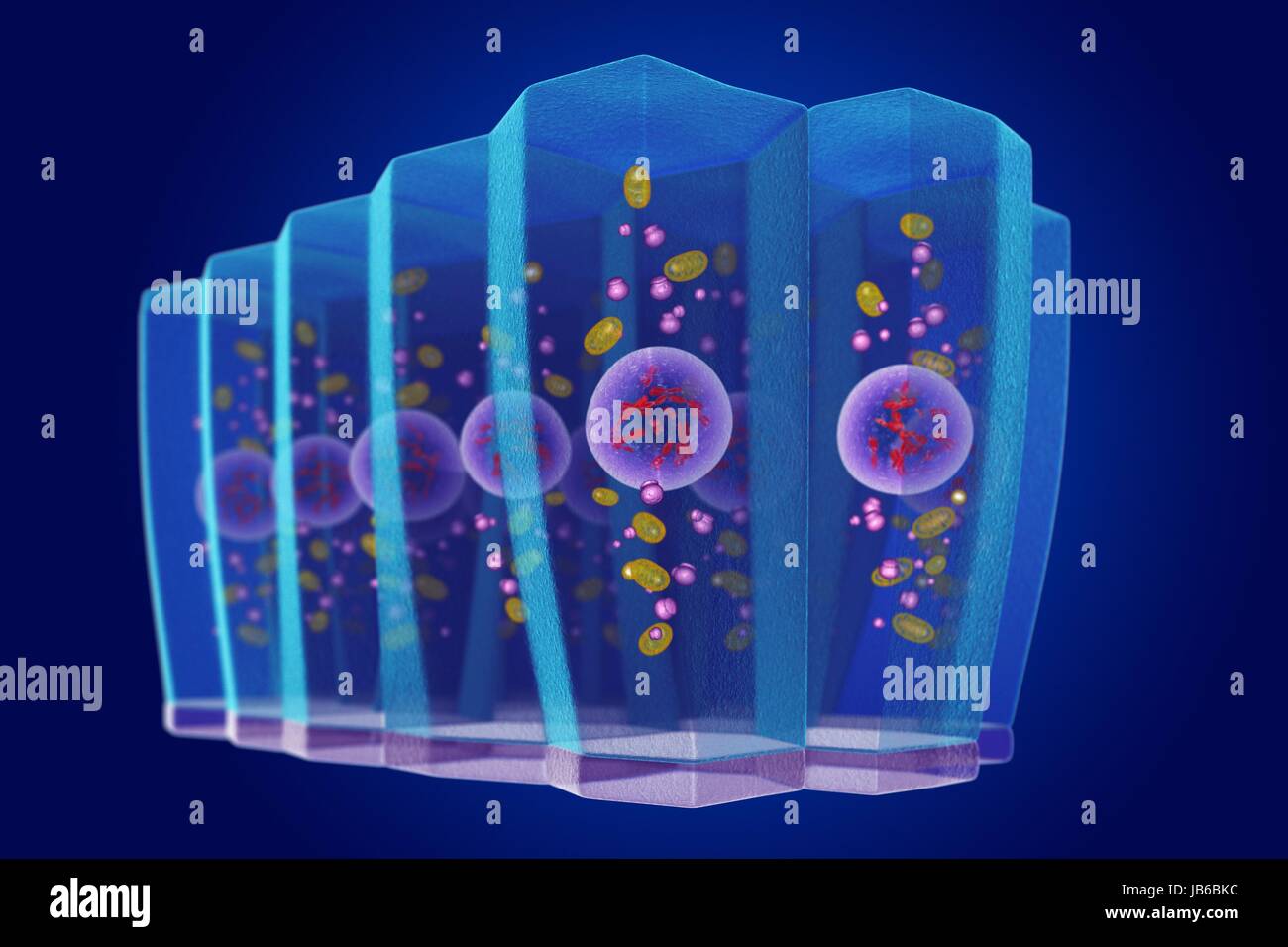 Simple columnar epithelium cell hi-res stock photography and images - Alamy