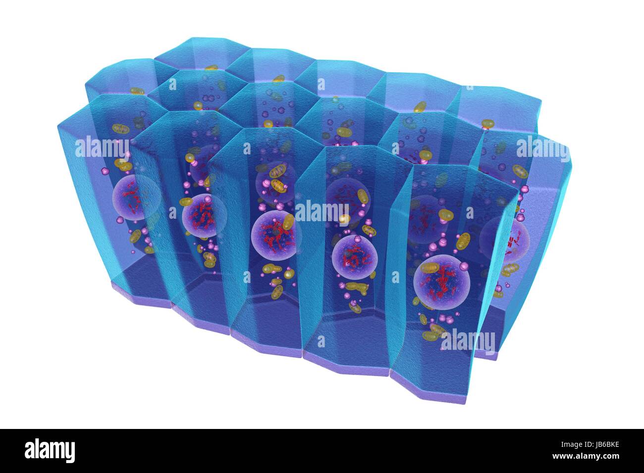 Simple columnar epithelium cell hi-res stock photography and images - Alamy