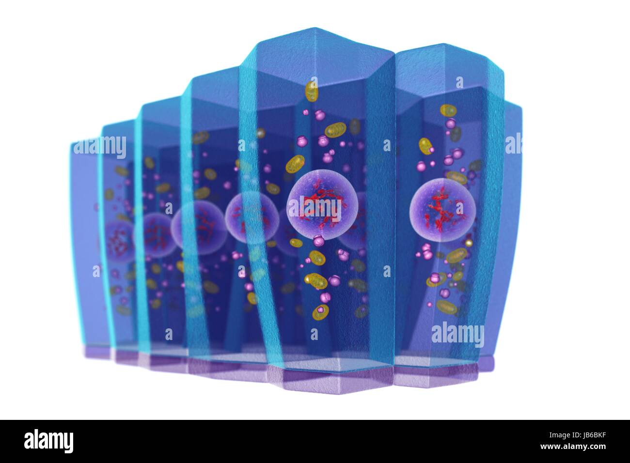 Columnar Legs Meaning at Declan Thwaites blog