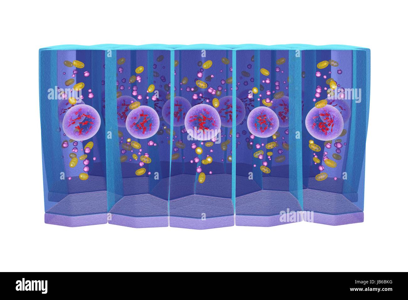 Simple columnar epithelium cell hi-res stock photography and images - Alamy
