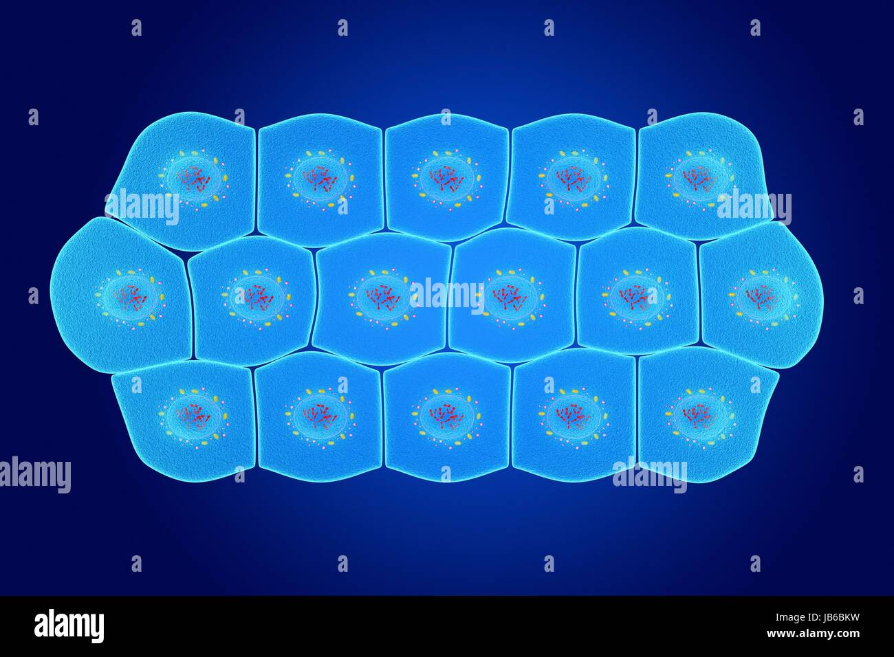 Simple squamous epithelium, illustration Stock Photo - Alamy