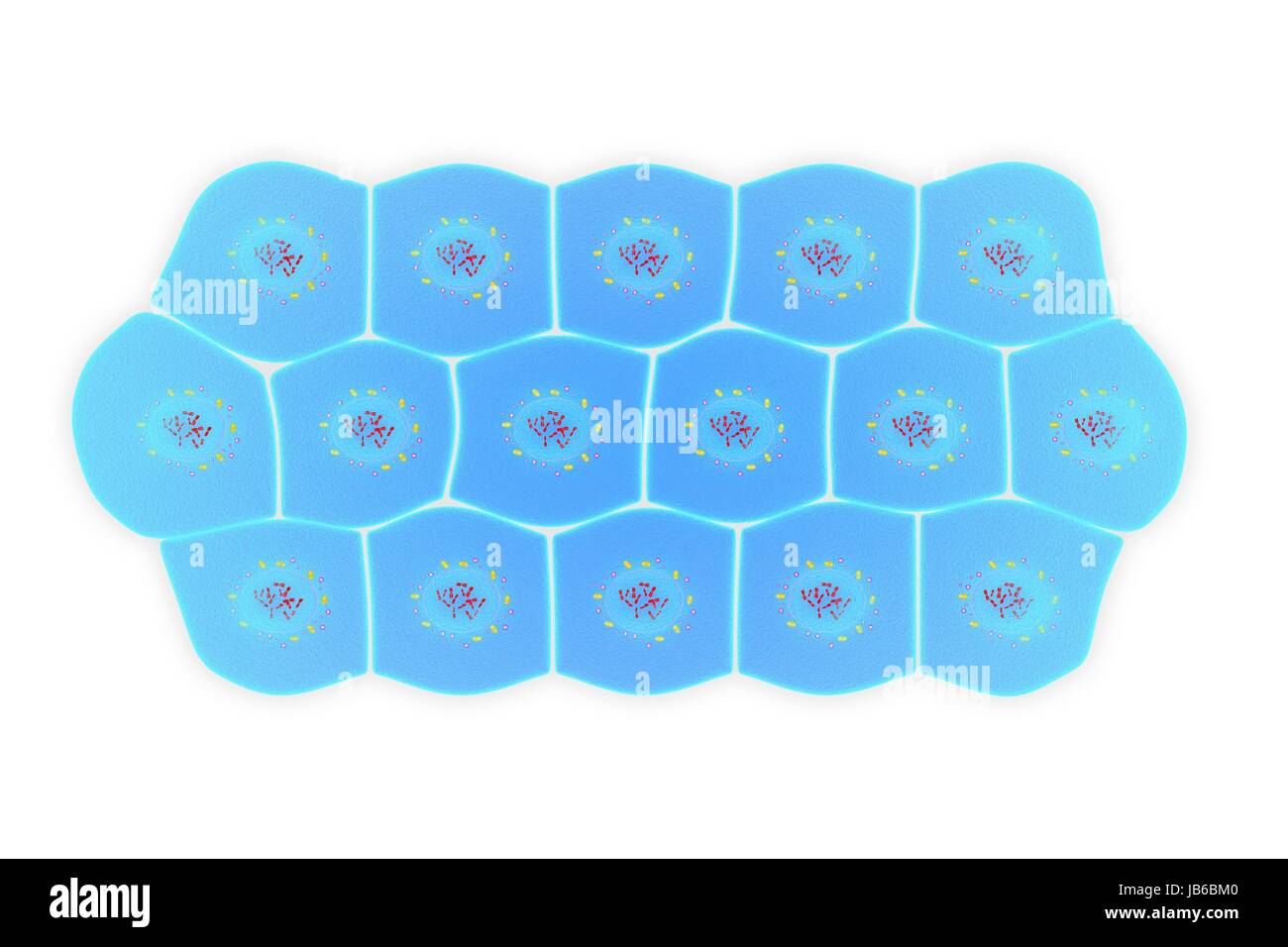 Simple squamous epithelium hi-res stock photography and images - Alamy