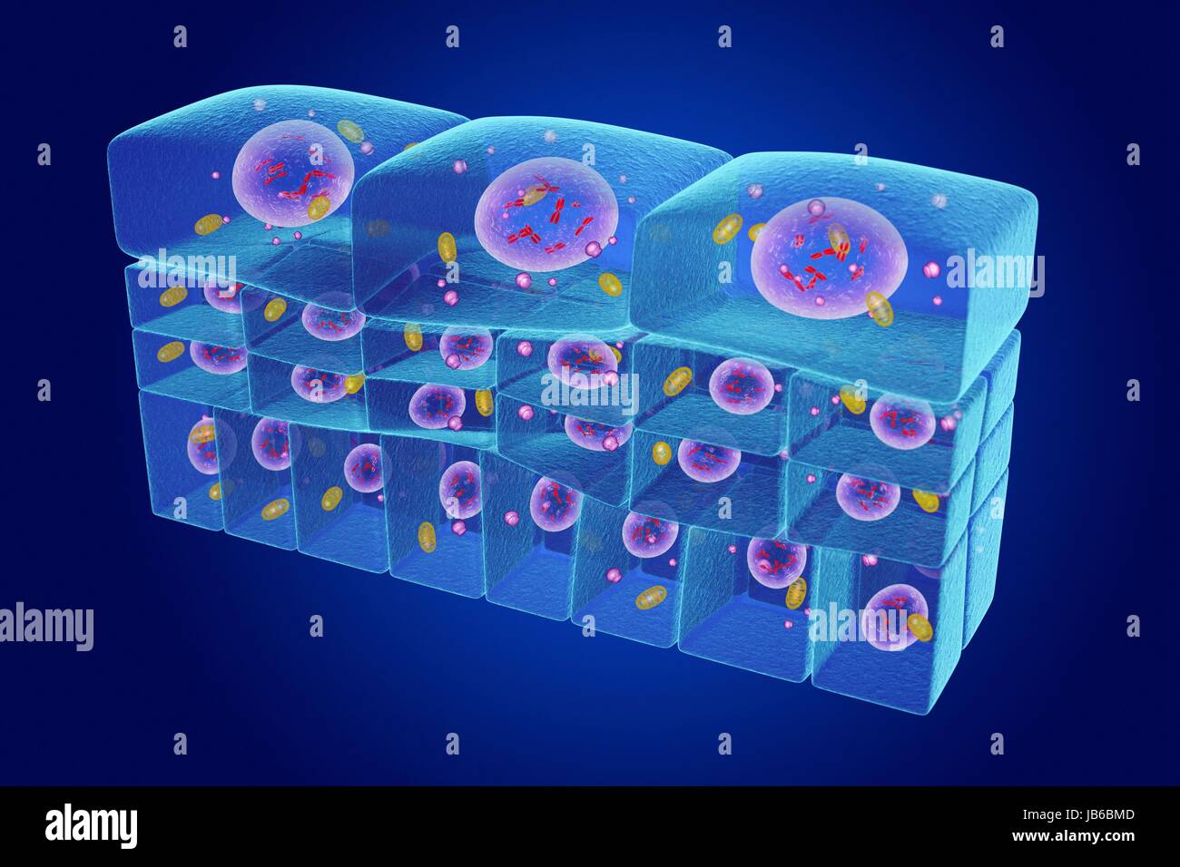 Transitional epithelium hi-res stock photography and images - Alamy