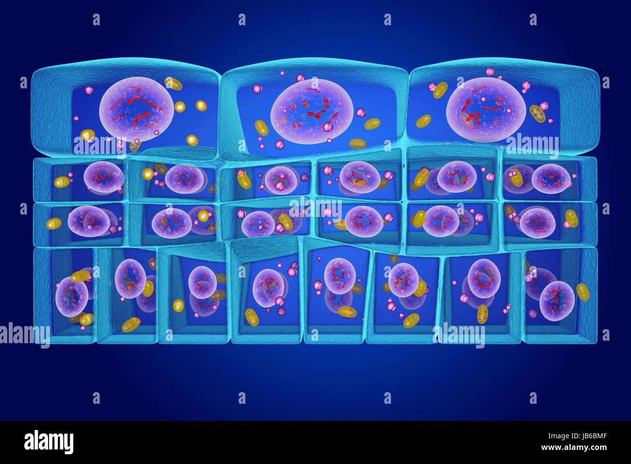 Epithelium transitional, illustration Stock Photo - Alamy
