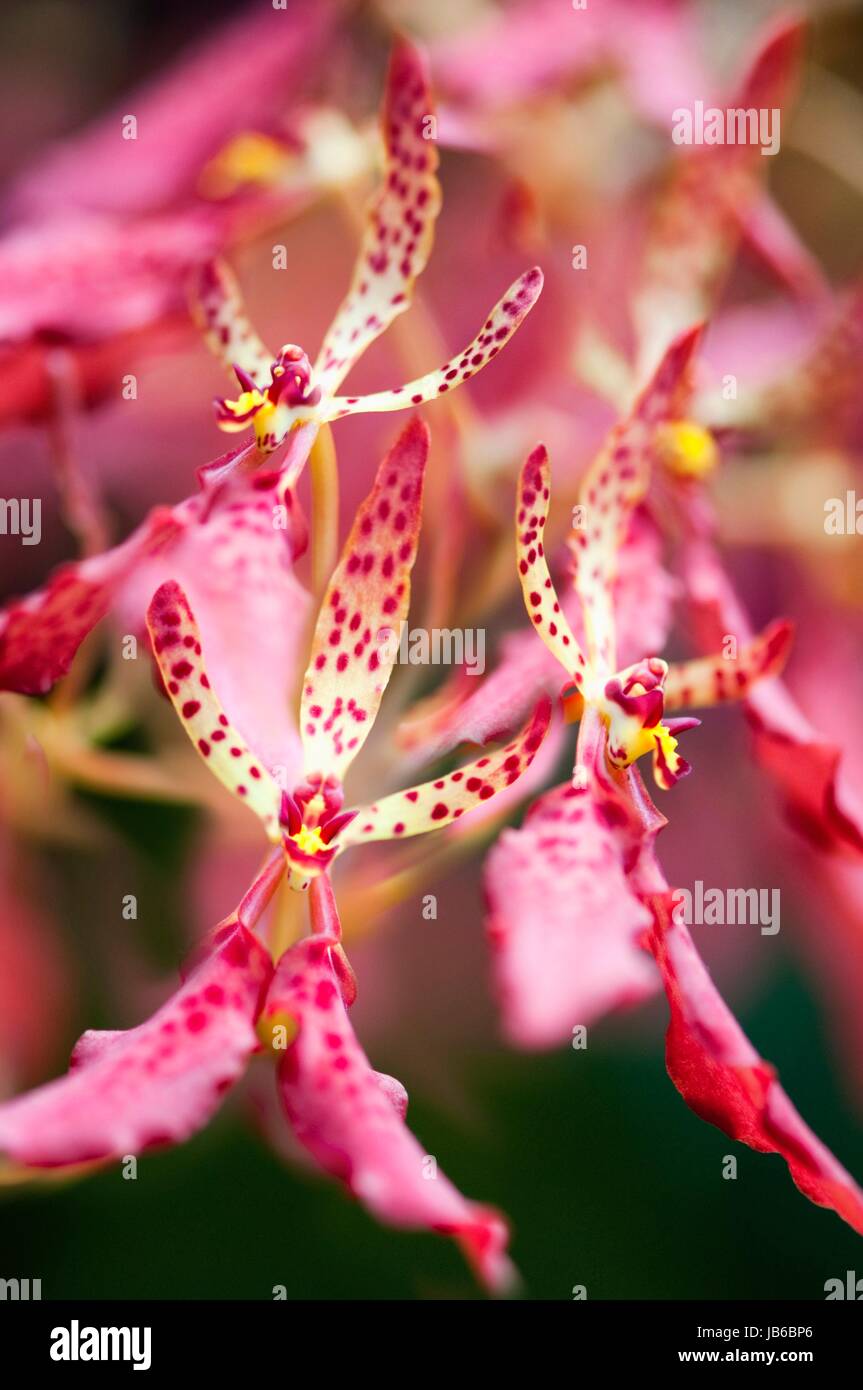 Pink orchid (Renanthera monachica ) flowers Stock Photo - Alamy