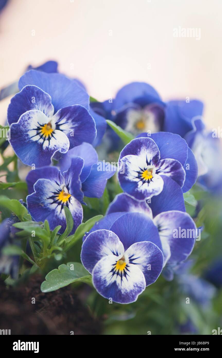 Light blue pansies (Viola cornuta Sorbet XP Delft Blue Stock Photo - Alamy