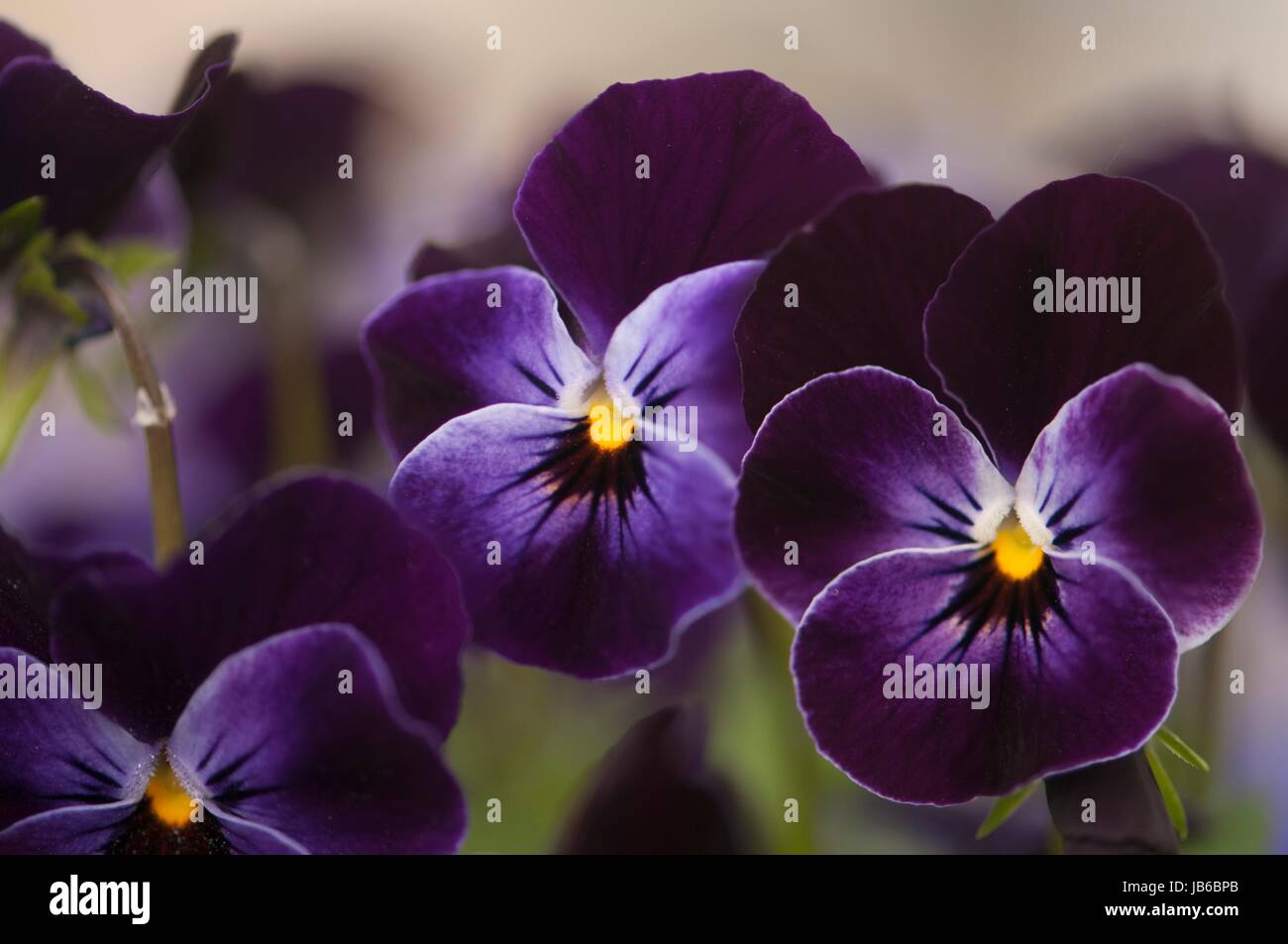 Dark Violet Blue Pansies (Viola cornuta Sorbet XP Delft Blue Stock ...