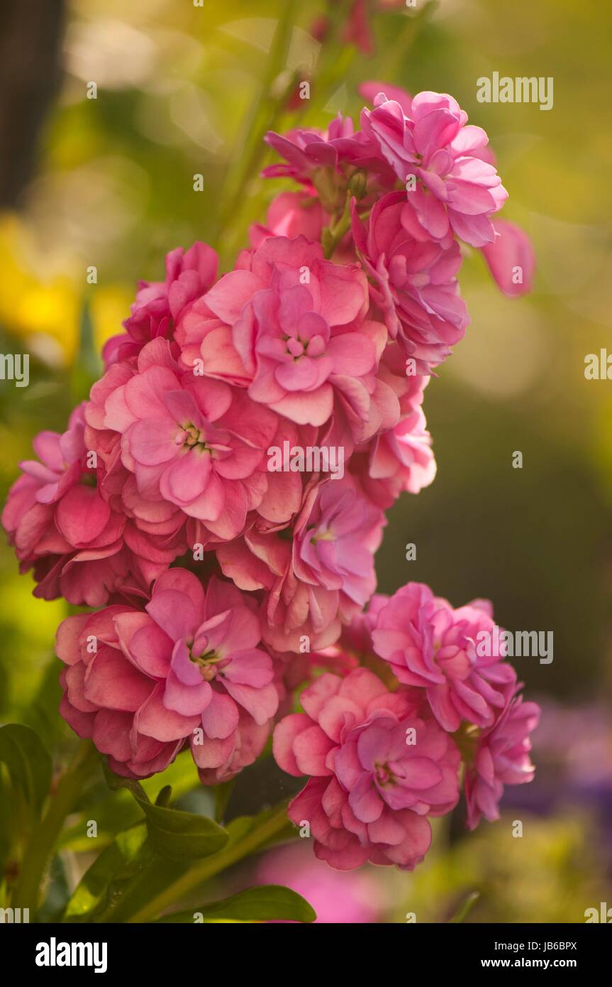Dark rose pink stock (Matthiola incana) flower Stock Photo - Alamy
