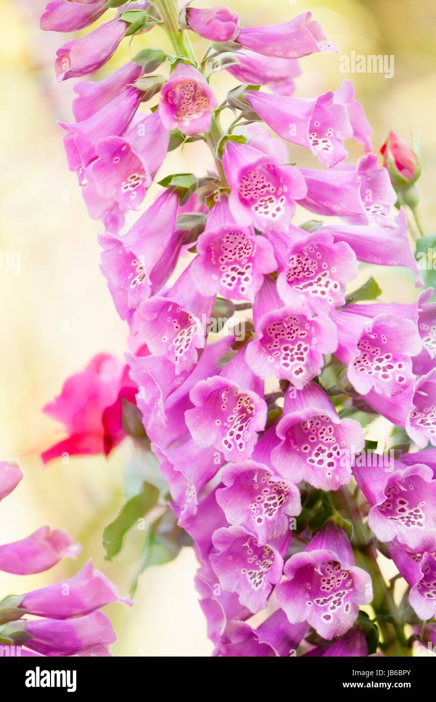 Pink foxglove (Digitalis purpurea Stock Photo - Alamy
