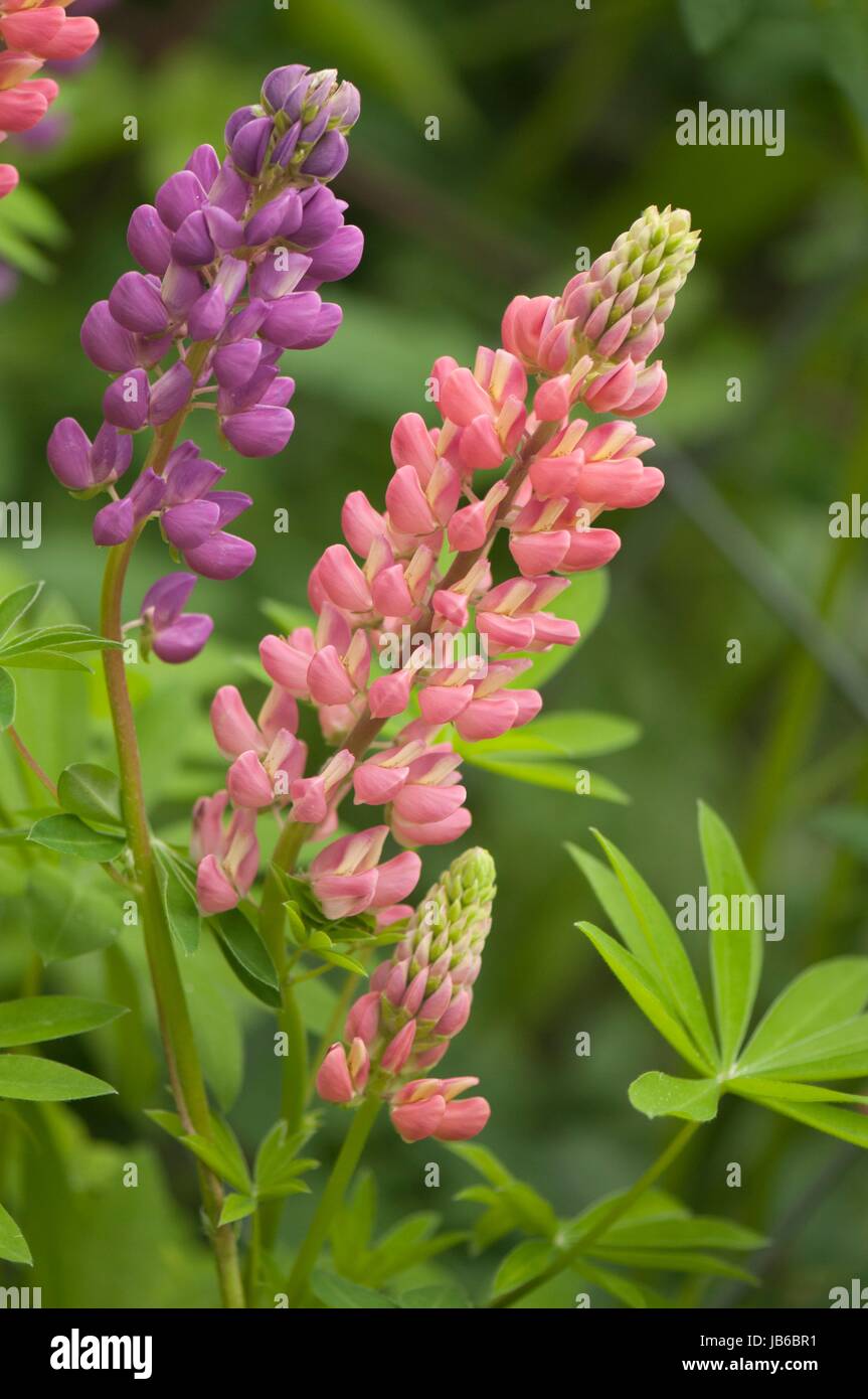 Pink and purple lupin (Lupinus sp.) flowers Stock Photo - Alamy