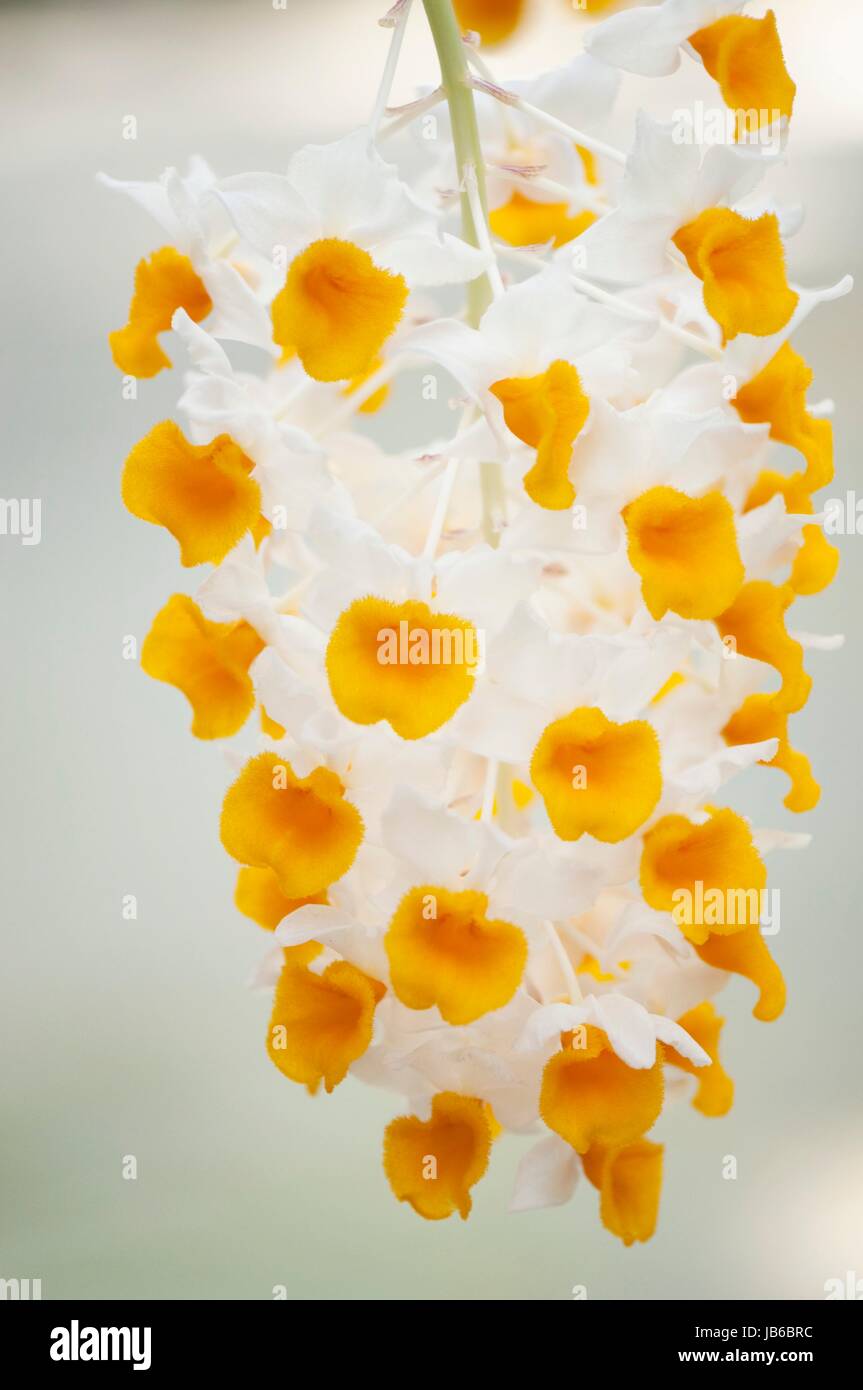 Dendrobium farmeri flowers Stock Photo - Alamy